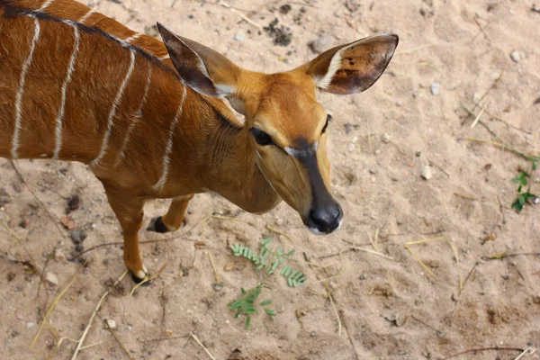 Yala national park Stock Photos, Royalty Free Yala national park Images ...