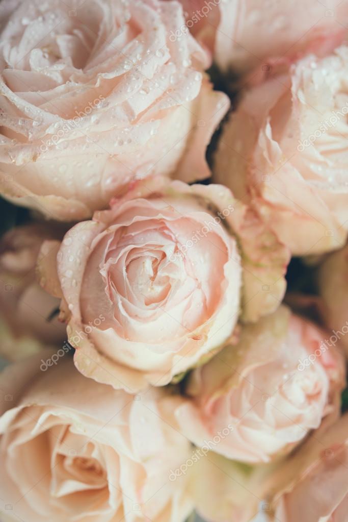Beautiful fresh beige roses background — Stock Photo © manera #109538724