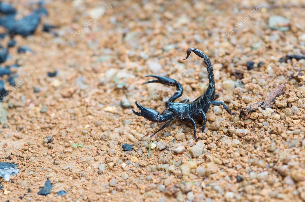 Black Asian forest scorpion — Stock Photo © Iryna_Rasko #60116073