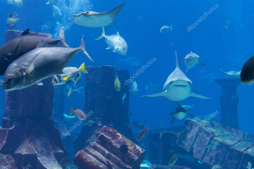 Saltwater Aquarium Sharks And Rays