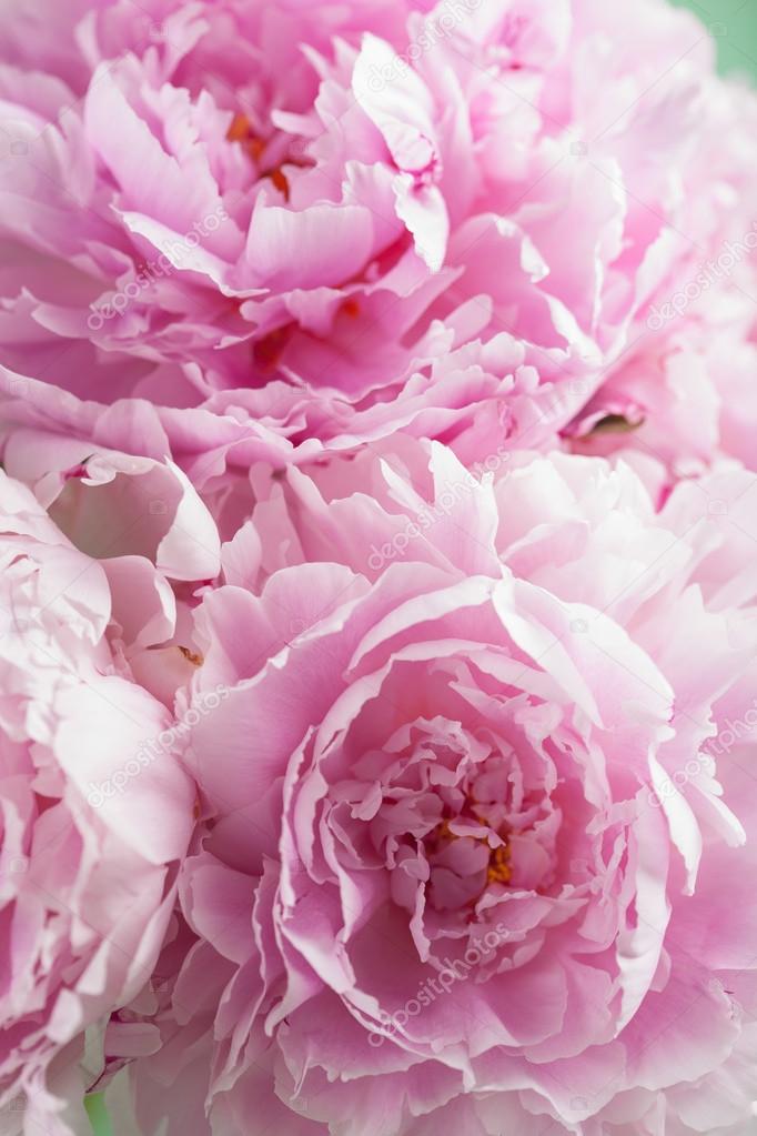 Beautiful pink peony flower background Stock Photo by ©duskbabe 105469570