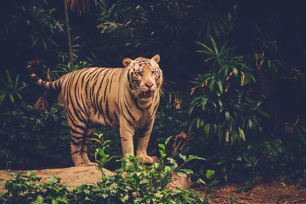 Tiger playing Stock Photos, Royalty Free Tiger playing Images ...