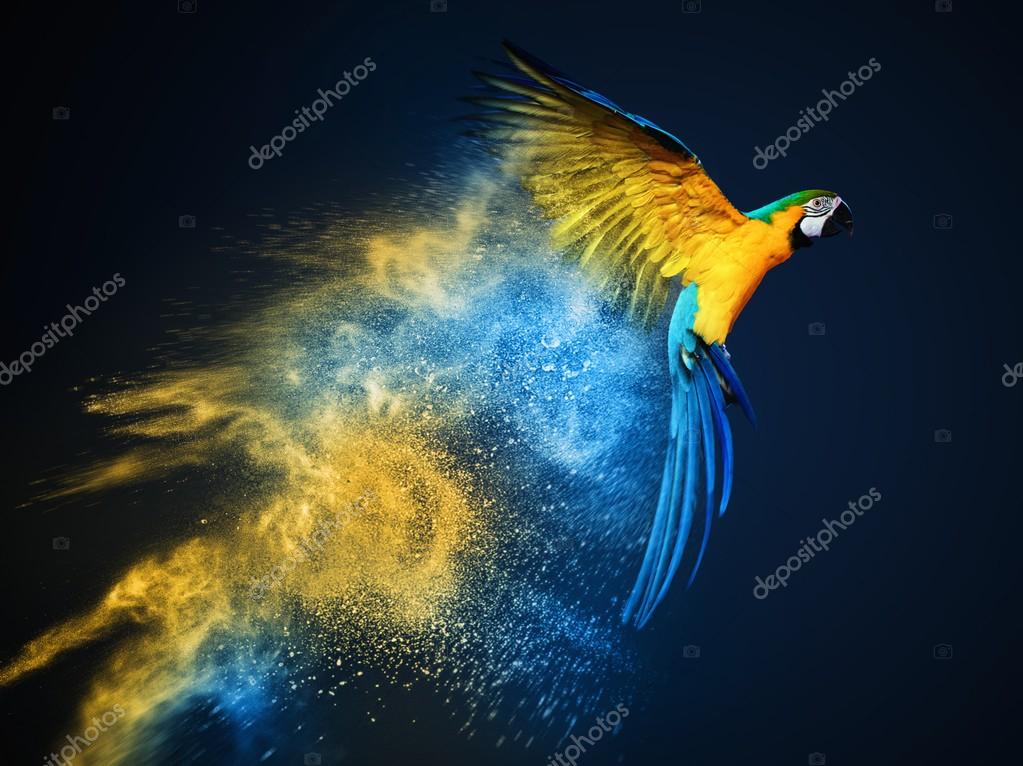 Flying Ara parrot over colourful powder explosion Stock Photo by ...