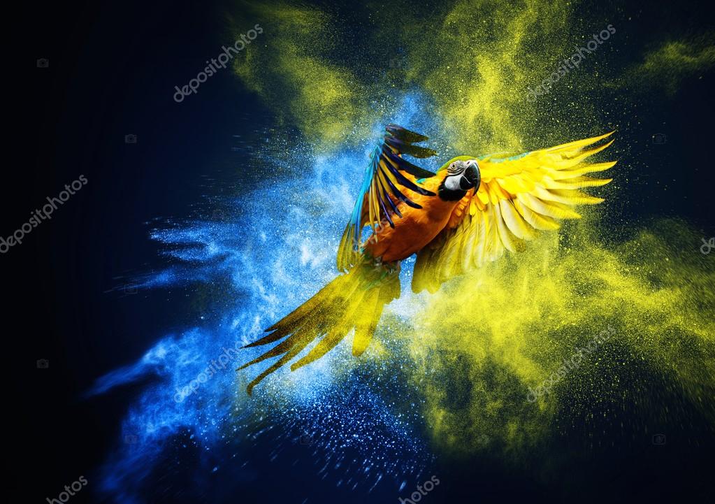 Flying Ara parrot over colourful powder explosion — Stock Photo ...