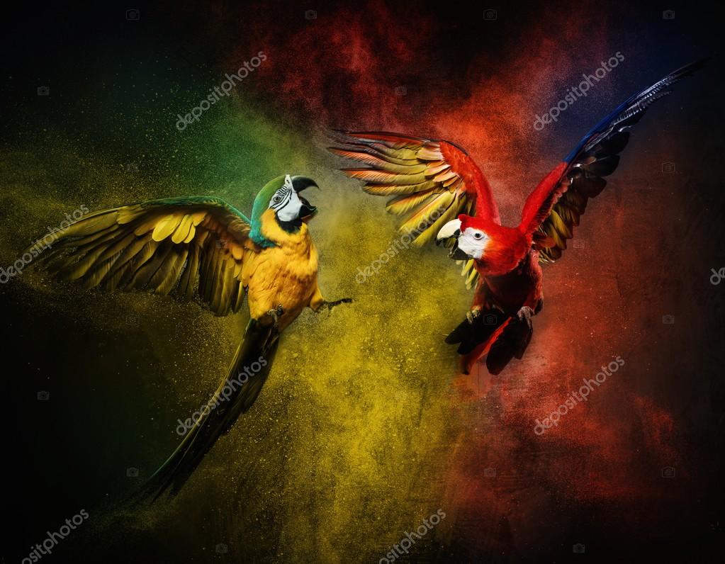 Two parrots fighting against colourful powder explosion Stock Photo by ...