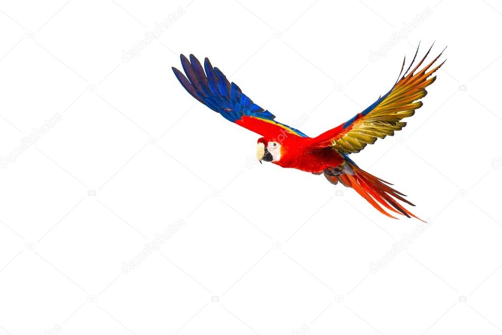 Colourful flying parrot isolated on white Stock Illustration by ©nejron ...