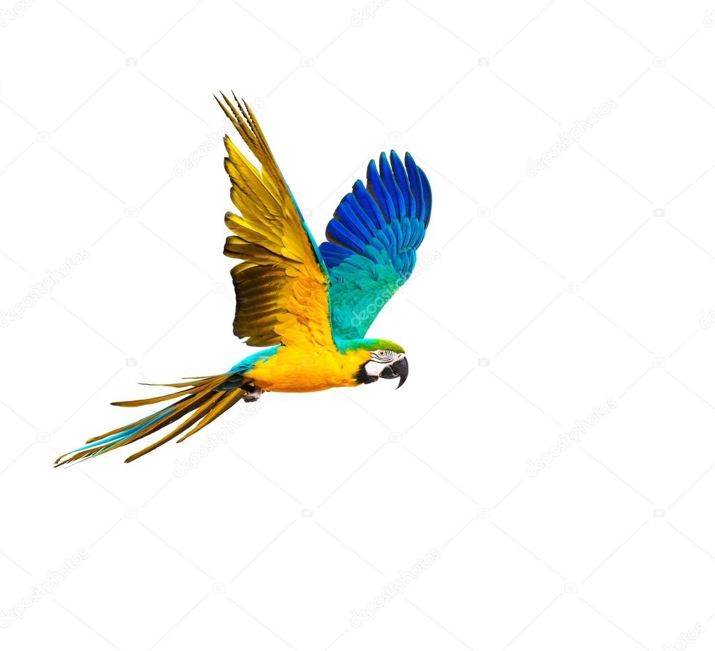 Colourful flying parrot isolated on white — Stock Photo © nejron #57718227