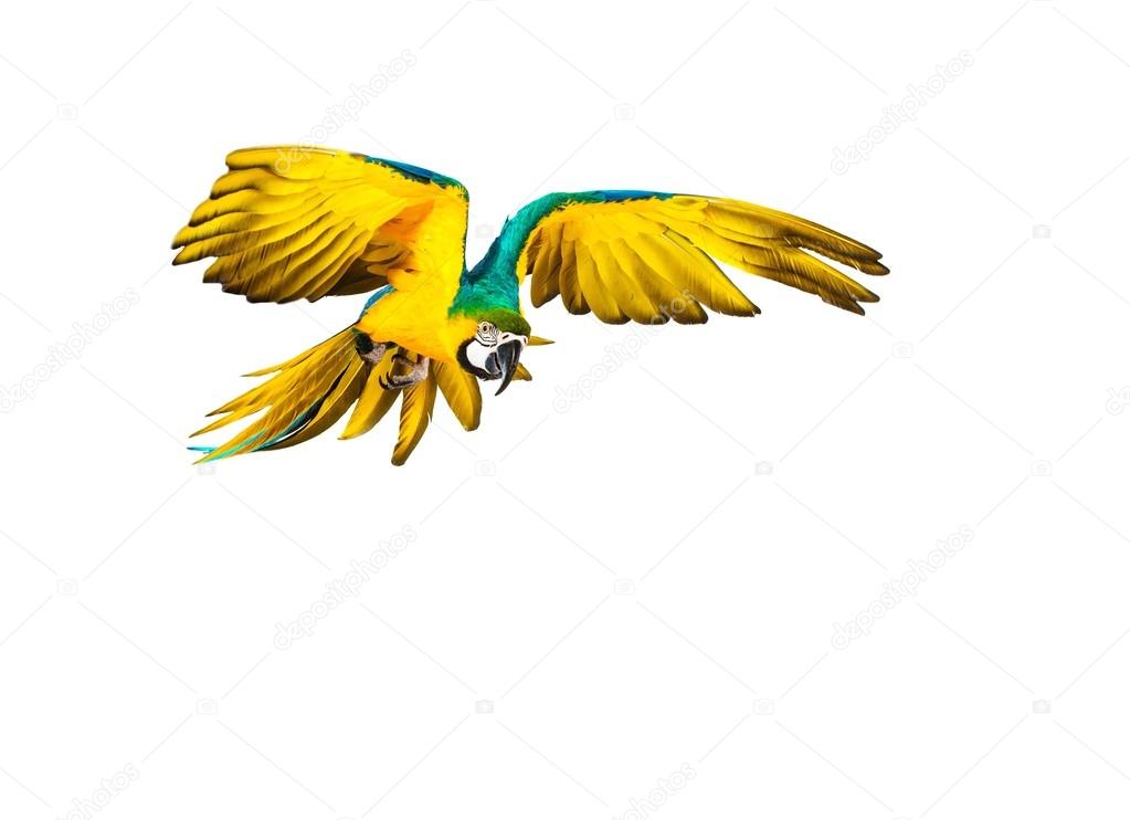 Colourful flying parrot isolated on white Stock Illustration by ©nejron ...