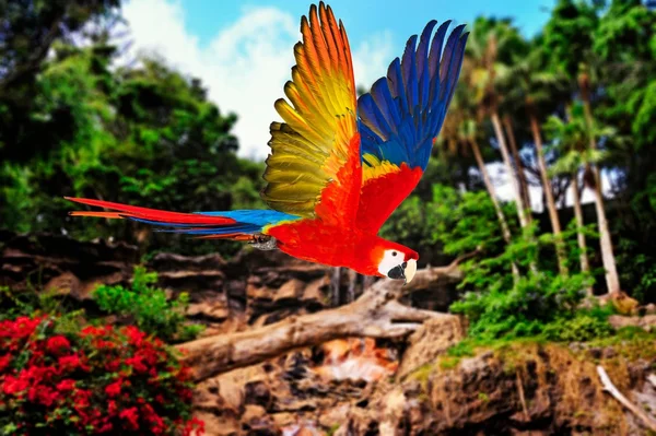 Flying Ara parrot over colourful powder explosion Stock Photo by ...