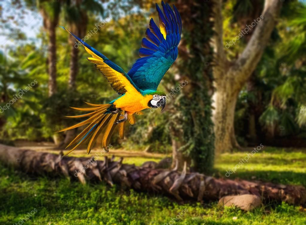 Colourful flying parrot in tropical landscape — Stock Photo © nejron ...