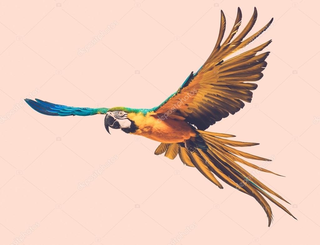 Flying parrot toned — Stock Photo © nejron #60327011