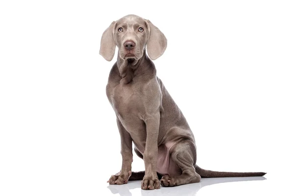 Weimaraner Stock Photos, Royalty Free Weimaraner Images | Depositphotos