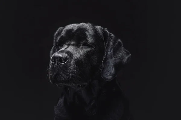 Head shot of a posing in dark background black retriever — Stock Photo ...