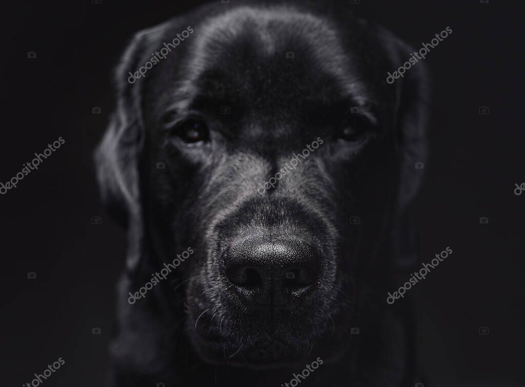 Serious perro labrador negro mira a la cámara en la vista frontal 2023
