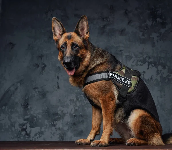 Swat police dog Stock Photos, Royalty Free Swat police dog Images ...