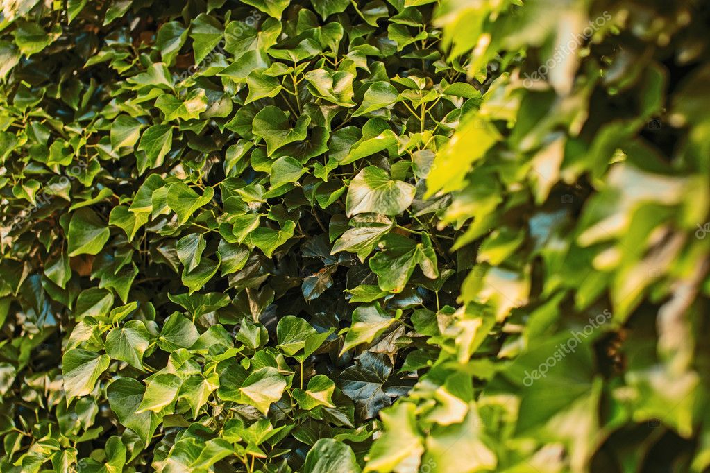 Green bushes background Stock Photo by ©fxquadro 87948270