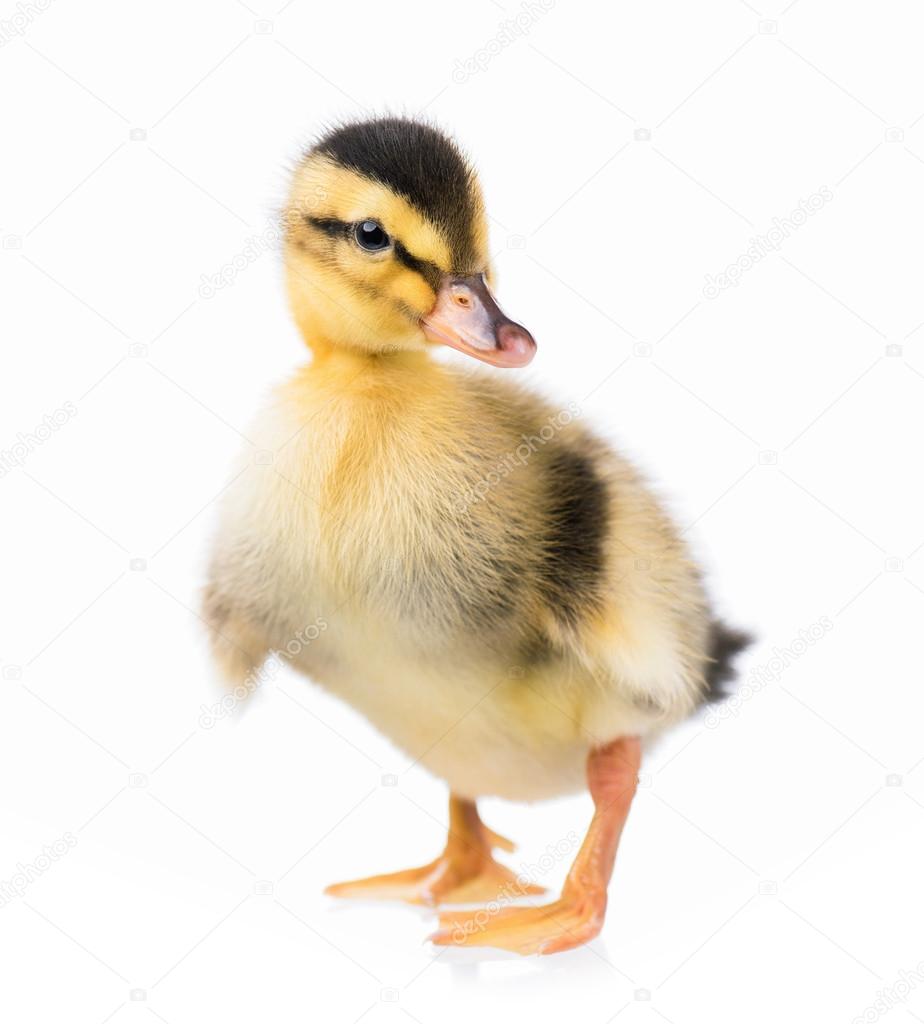 Cute little duckling Stock Photo by ©DenisNata 124814874