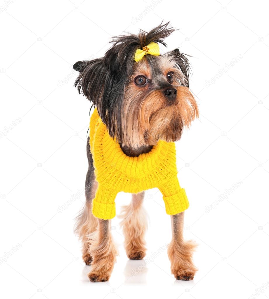 Yorkshire terrier Stock Photo by ©DenisNata 85113360