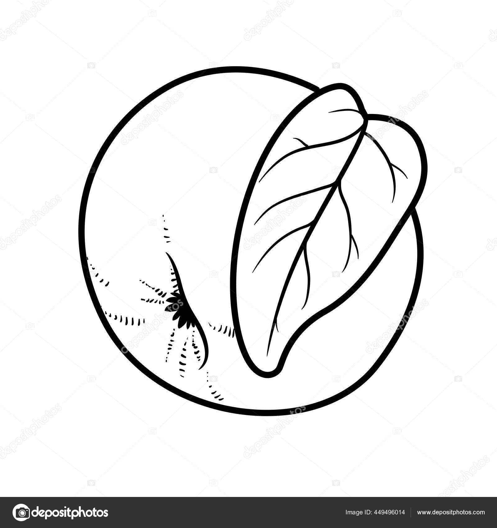 Apple Leaf Linear Drawing White Background Stock Vector Image by ...