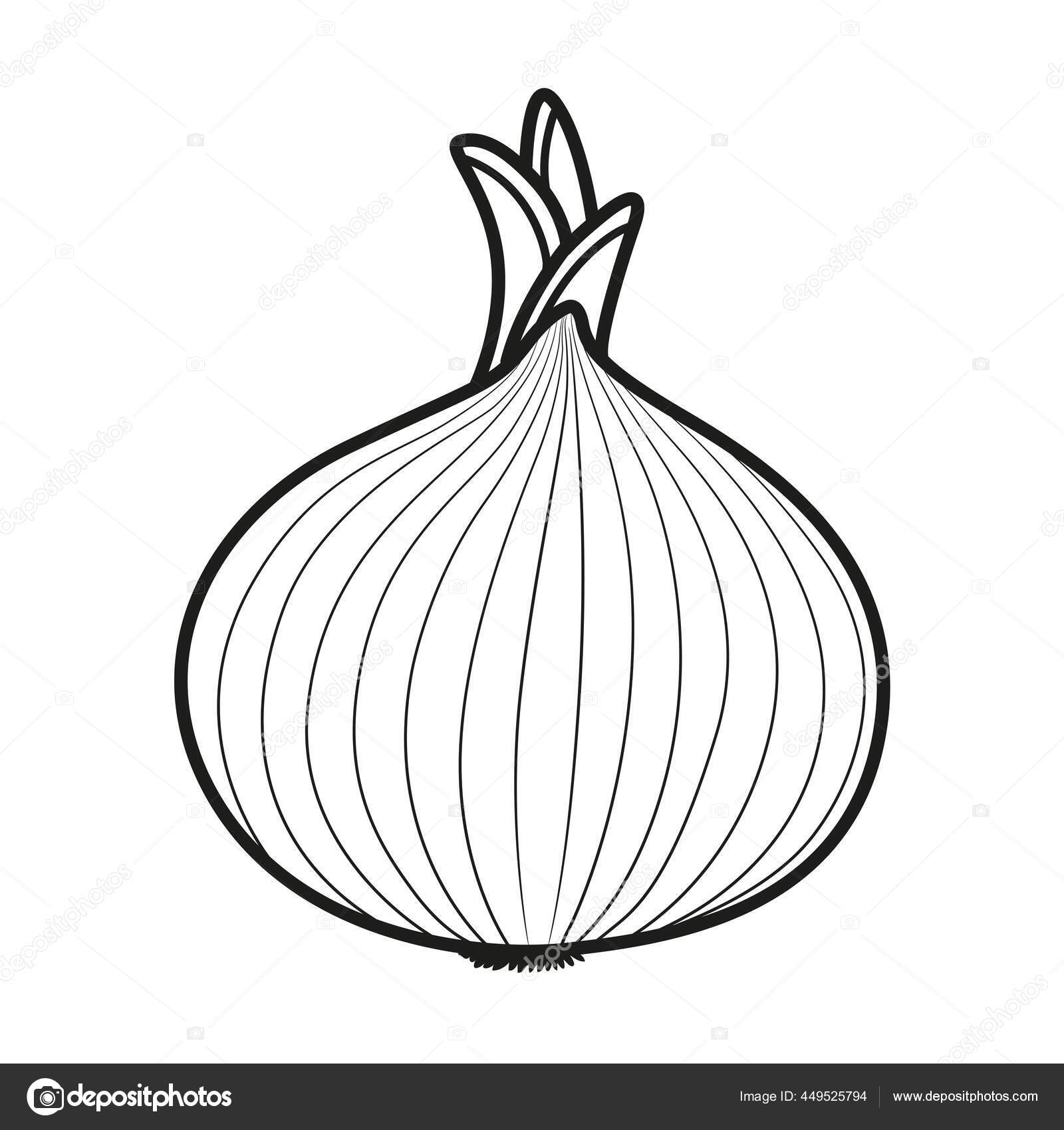 Sprouted Onions Linear Drawing White Background Stock Vector Image by ...