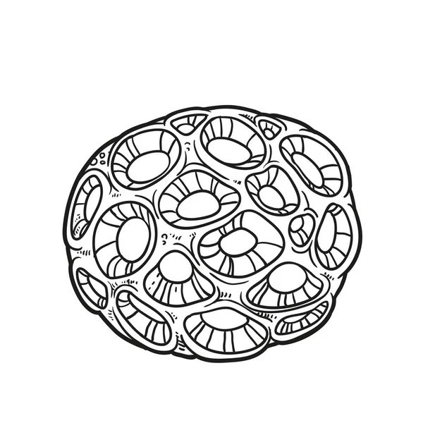 Sponge Coloring Book Linear Drawing Isolated White Background Stock ...