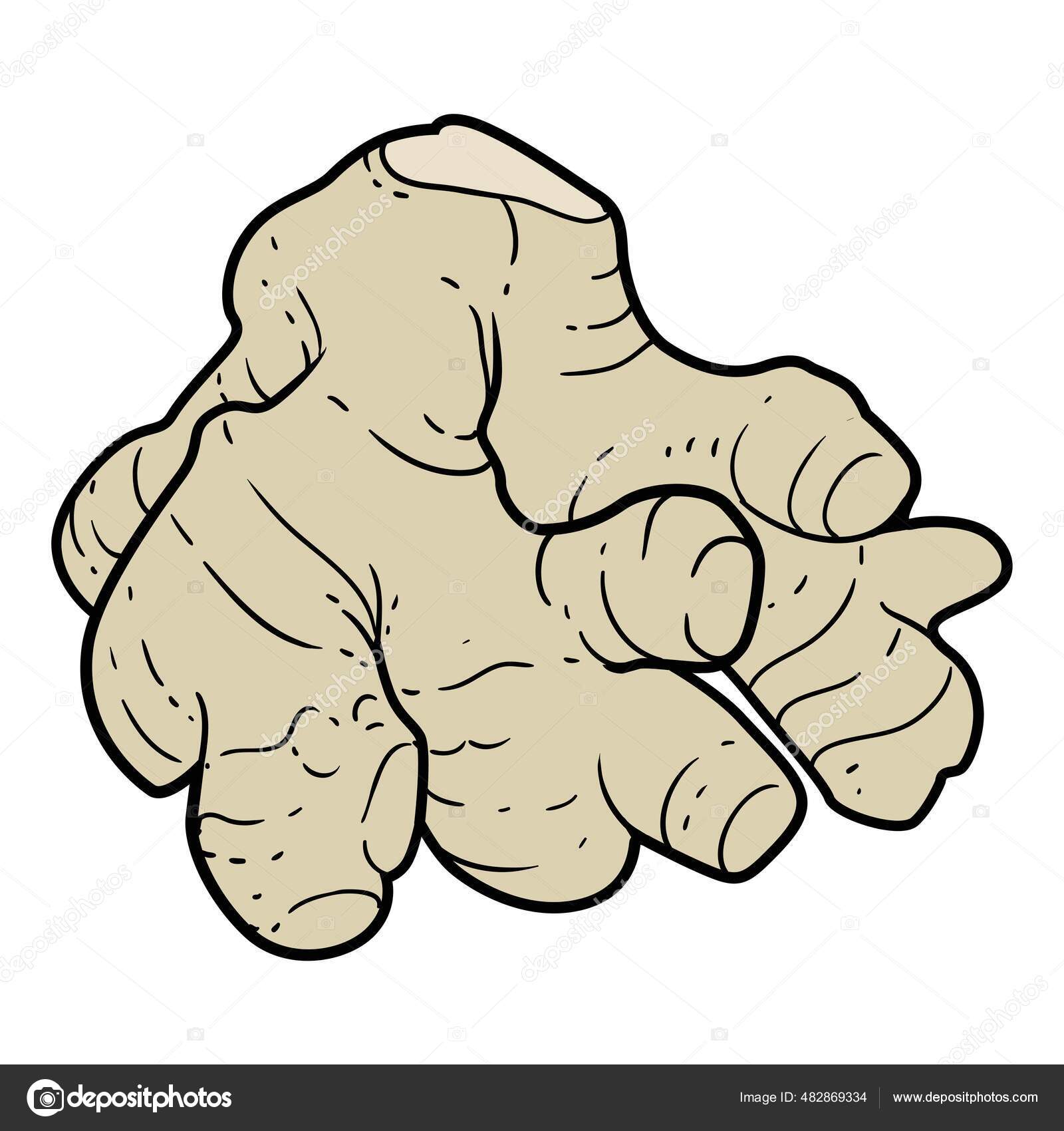 Variación Color Raíz Jengibre Grande Para Colorear Página Aislada Sobre ...