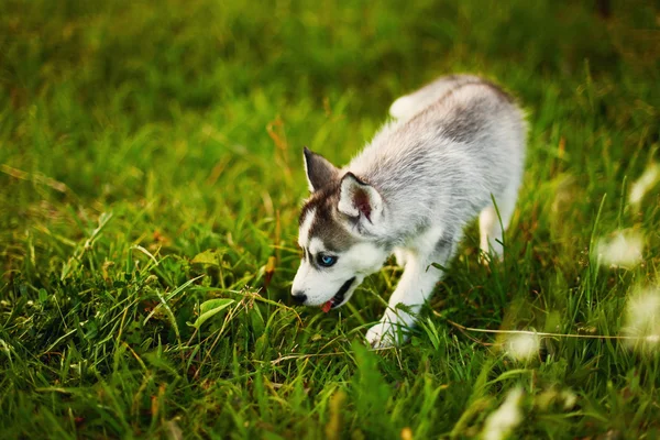 Small gray wolf Stock Photos, Royalty Free Small gray wolf Images ...