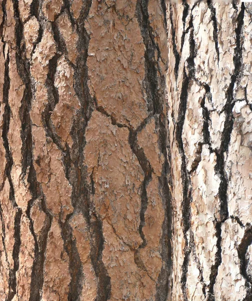Tree bark pattern Stock Photos, Royalty Free Tree bark pattern Images ...