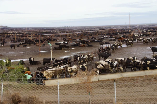 Cattle feedlot Stock Photos, Royalty Free Cattle feedlot Images ...