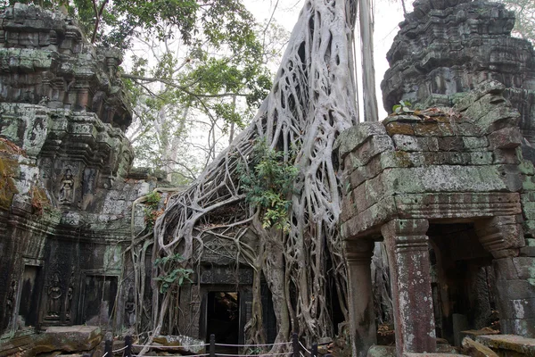 Crumbling Temple Buildings Enveloped Tree Roots Angkor Wat ⬇ Stock ...