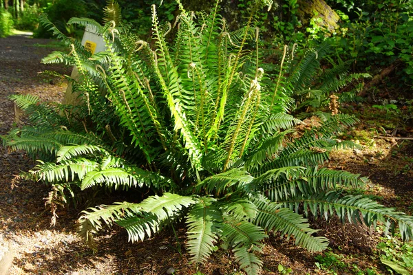 Dwarf tree fern Stock Photos, Royalty Free Dwarf tree fern Images ...