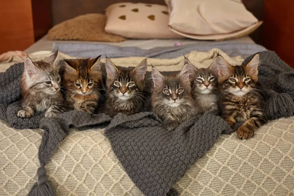 Kitten collection Stock Photos, Royalty Free Kitten collection Images ...