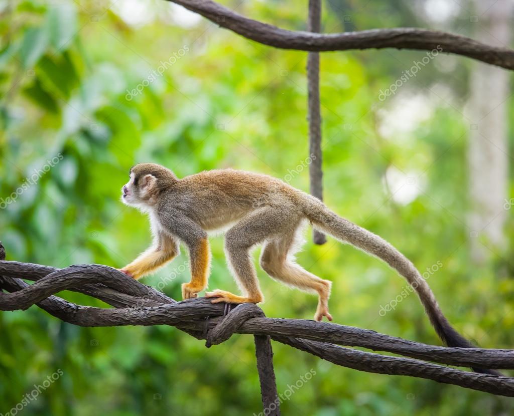 Squirrel monkey Stock Photo by ©goinyk 62213347
