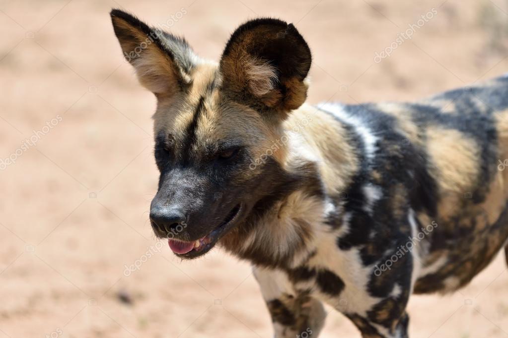Perro salvaje africano: fotografía de stock © znm666 #100903724 ...