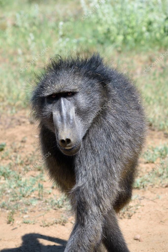 Babouin Africain Gros Plan De La Tête De Babouin Poilu Africains