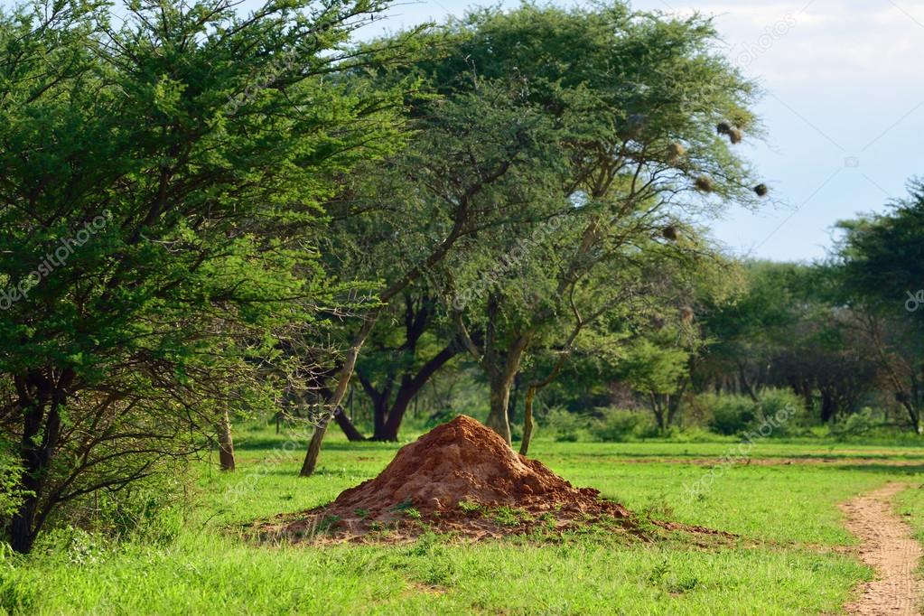 Namibia, termite mound Stock Photo by ©znm666 104418966