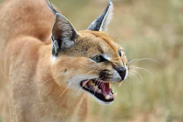 ᐈ Caracal stock pictures, Royalty Free caracal images photos | download ...