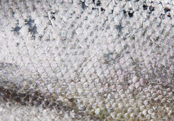 Fish skin texture detail. Stock Photo by ©eskymaks 27437563