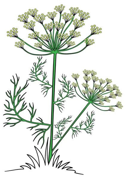 Dill cartoon Vector Art Stock Images | Depositphotos