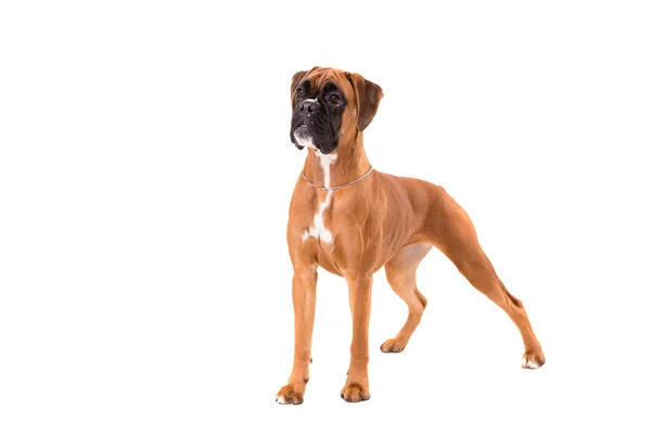 Boxer dog Stock Photos, Royalty Free Boxer dog Images | Depositphotos