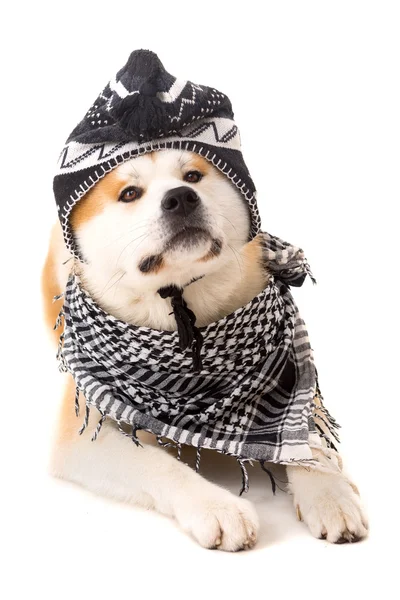 Chien arabe fotos de stock, imágenes de Chien arabe sin royalties ...