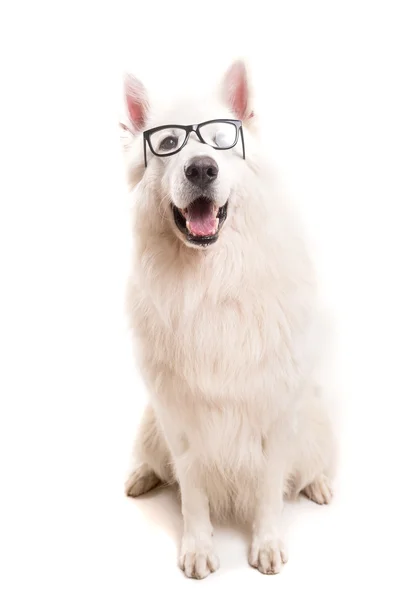 Perro nerd fotos de stock, imágenes de Perro nerd sin royalties ...