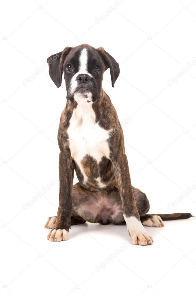 White Baby Boxer Dog