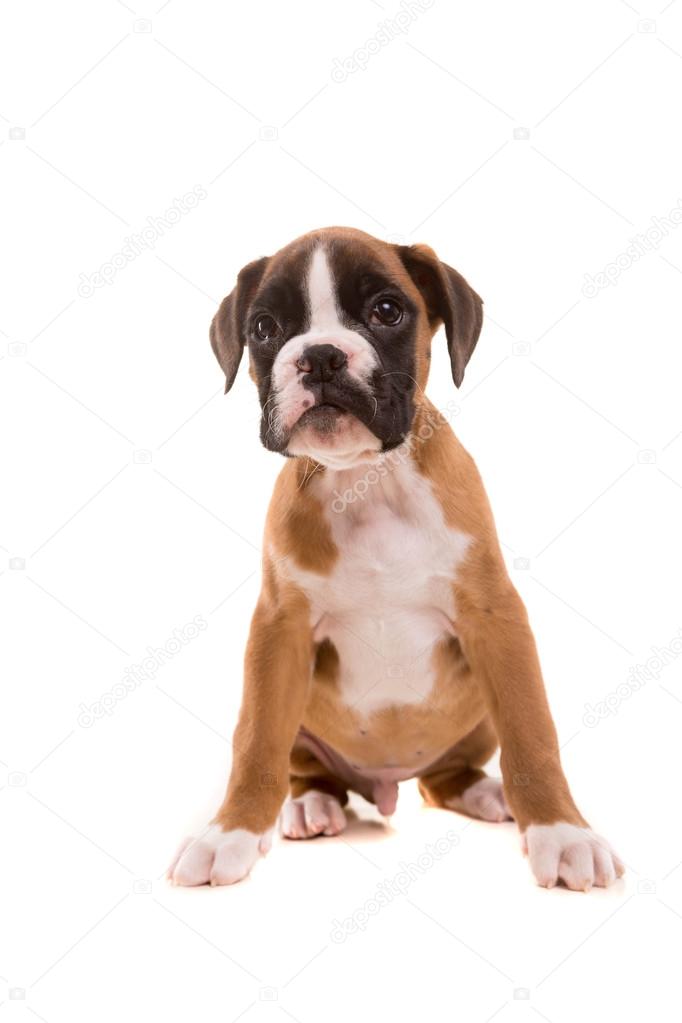 Beautiful boxer puppy Stock Photo by ©hsfelix 94482976