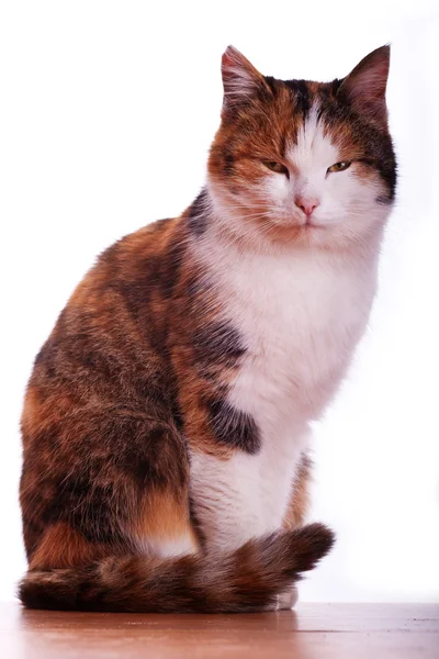 Fat cat scale Stock Photos, Royalty Free Fat cat scale Images ...