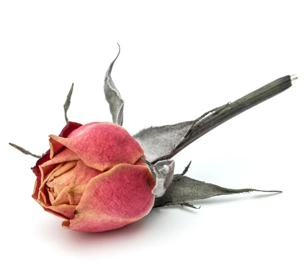 Dying rose Pictures, Dying rose Stock Photos & Images | Depositphotos®