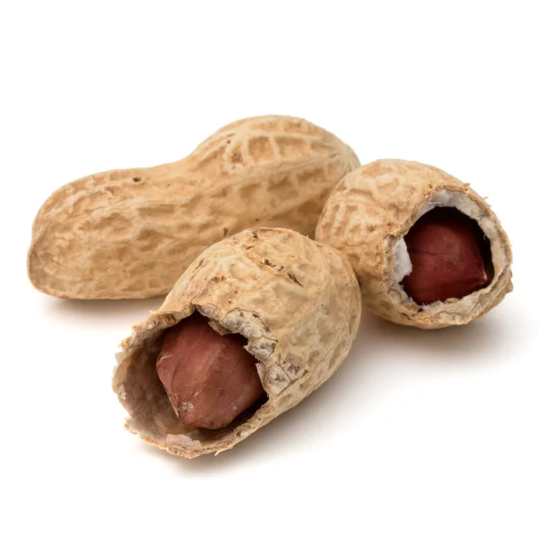 Groundnut pods and nuts Stock Photo by ©natika 108742662