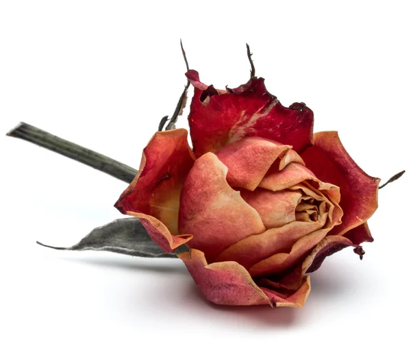 Dying rose Stock Photos, Royalty Free Dying rose Images | Depositphotos