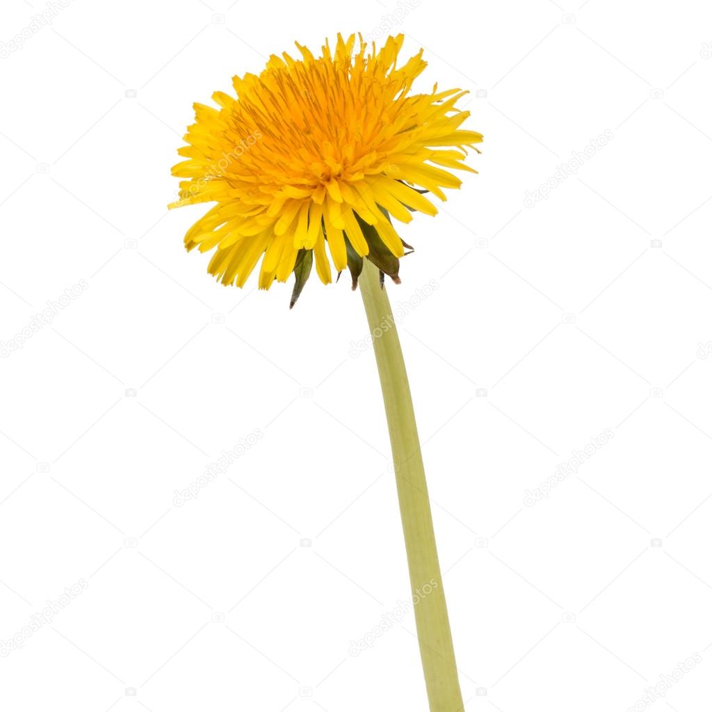 One dandelion flower Stock Photo by ©natika 121719034