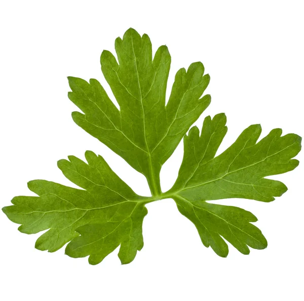 Salsa de carvalho Stock Photos, Royalty Free Salsa de carvalho Images ...